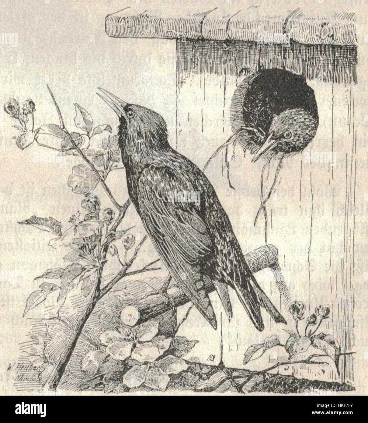 European starling drawing hi-res stock photography and images - Alamy