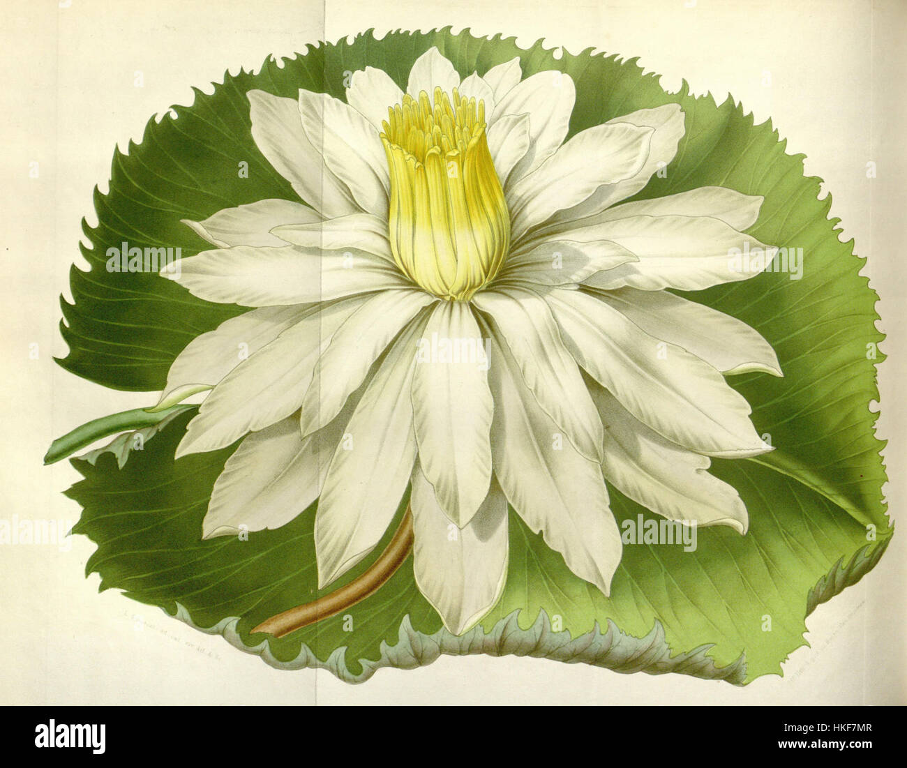 6 fl hi-res stock photography and images - Alamy