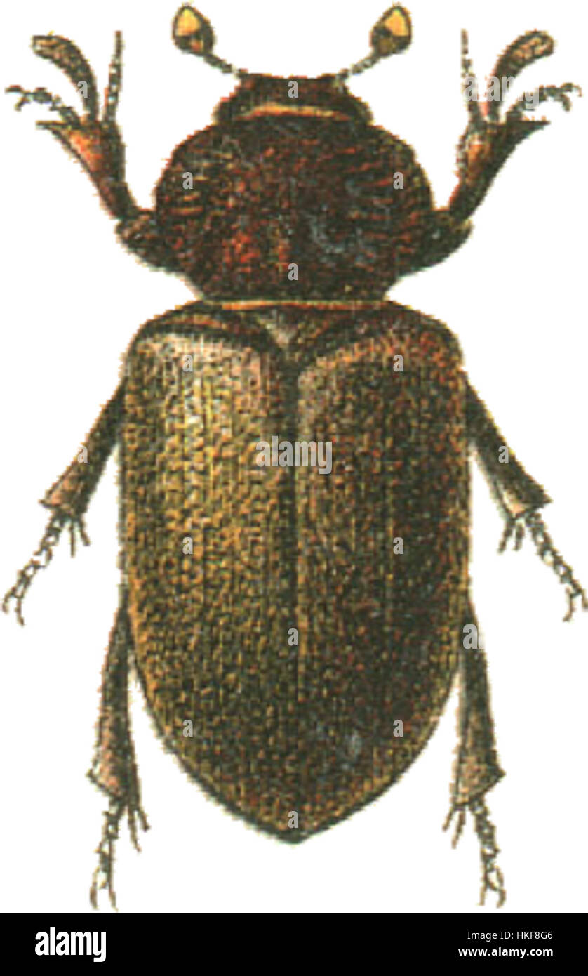 Digitatus High Resolution Stock Photography and Images - Alamy