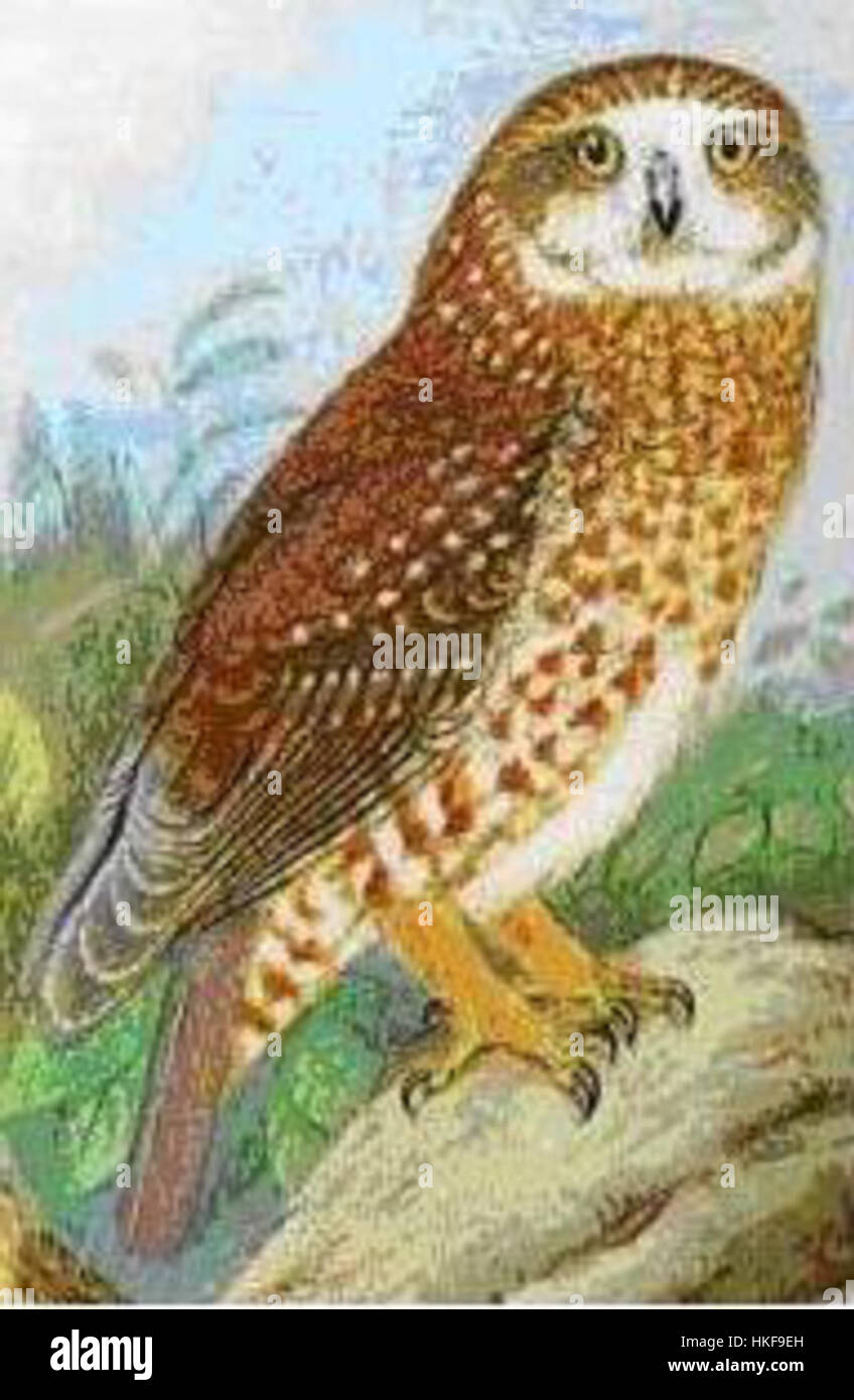 The Lord Howe Boobook, a species of owl native to Lord Howe Island, is ...