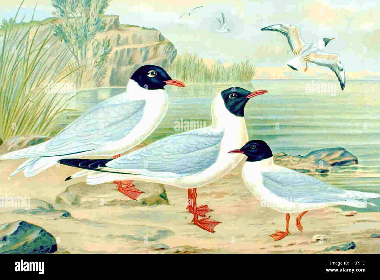 An illustration of three species of gulls: Larus melanocephalus, Larus ...