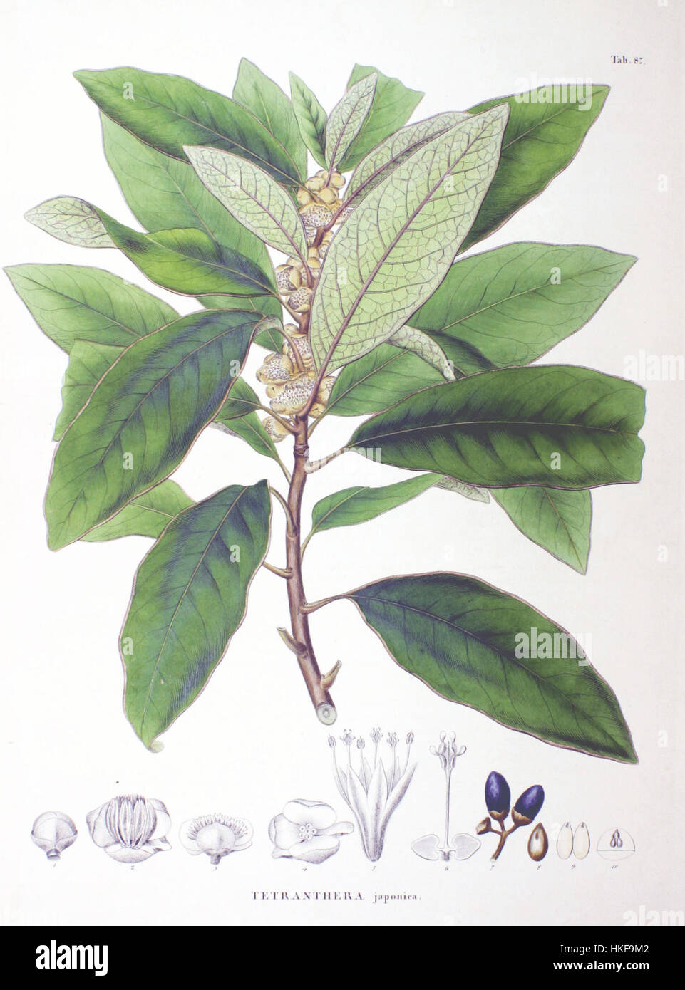 This artwork showcases the delicate beauty of a Litsea sp. plant ...