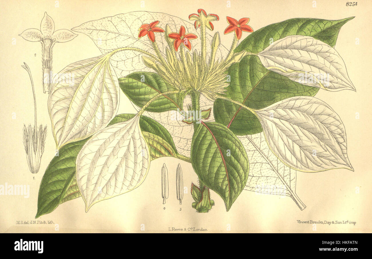 The botanical illustration of *Mussaenda treutleri*, numbered 135 8254 ...