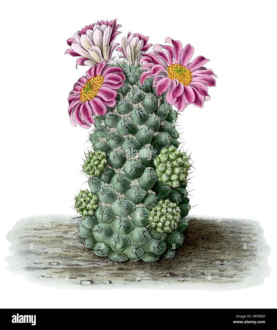 A botanical illustration of Neolloydia conoidea, showing the distinct ...
