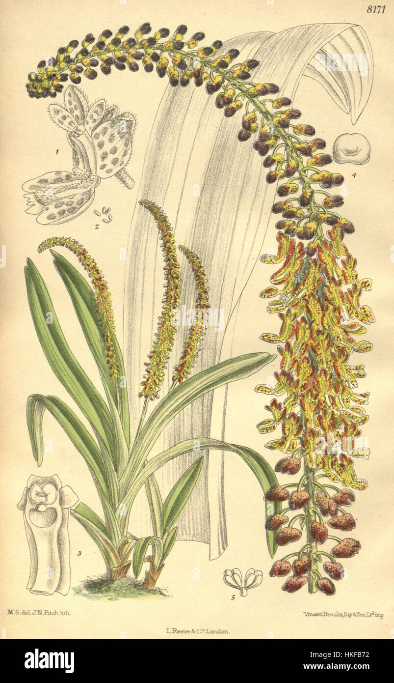 This botanical illustration depicts Mycaranthes latifolia, formerly ...
