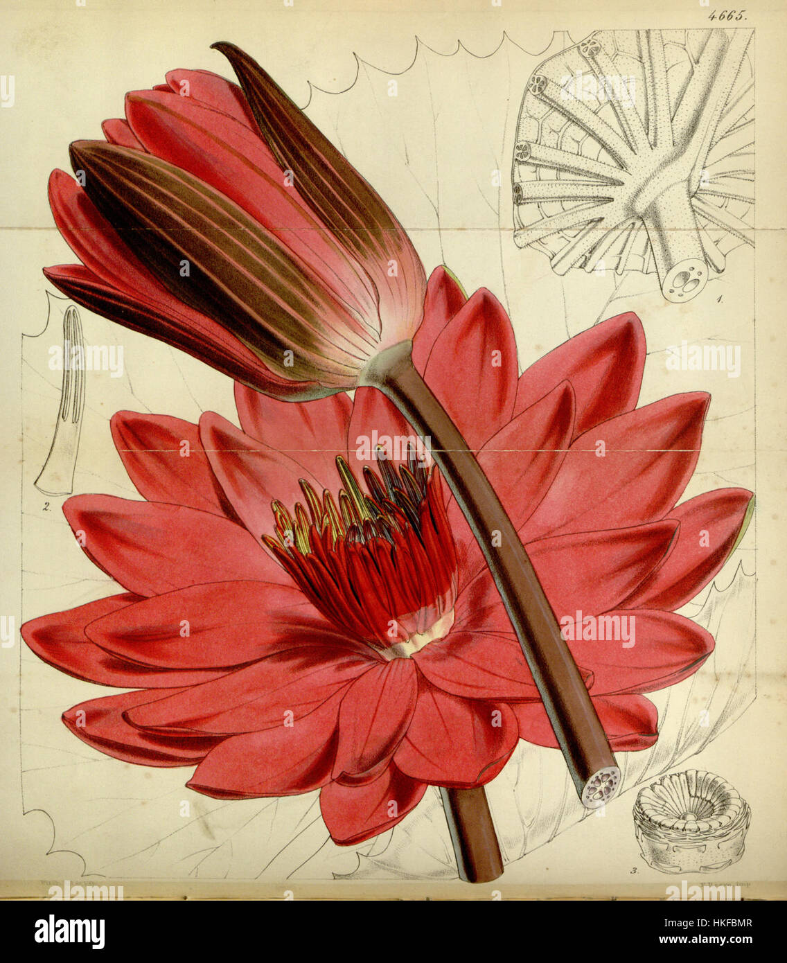 Devoniensis hi-res stock photography and images - Alamy