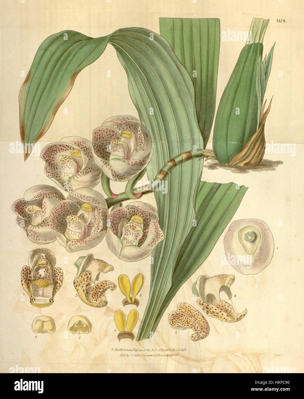 The illustration 'Peristeria pendula' from Curtis's Botanical Magazine ...