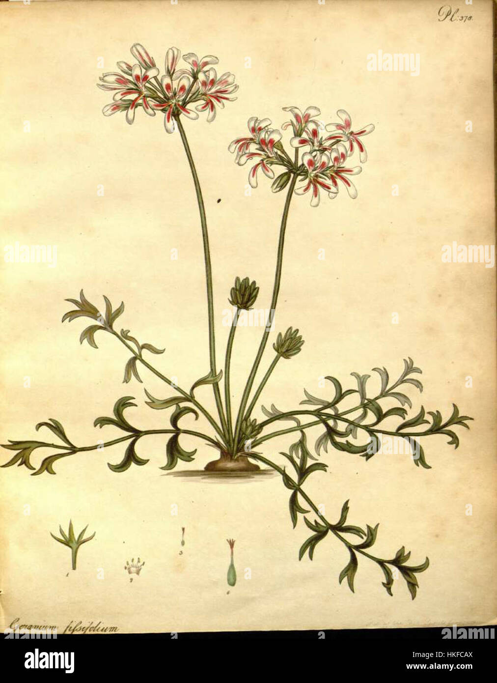 The *Pelargonium fissifolium* painting is a botanical illustration that ...