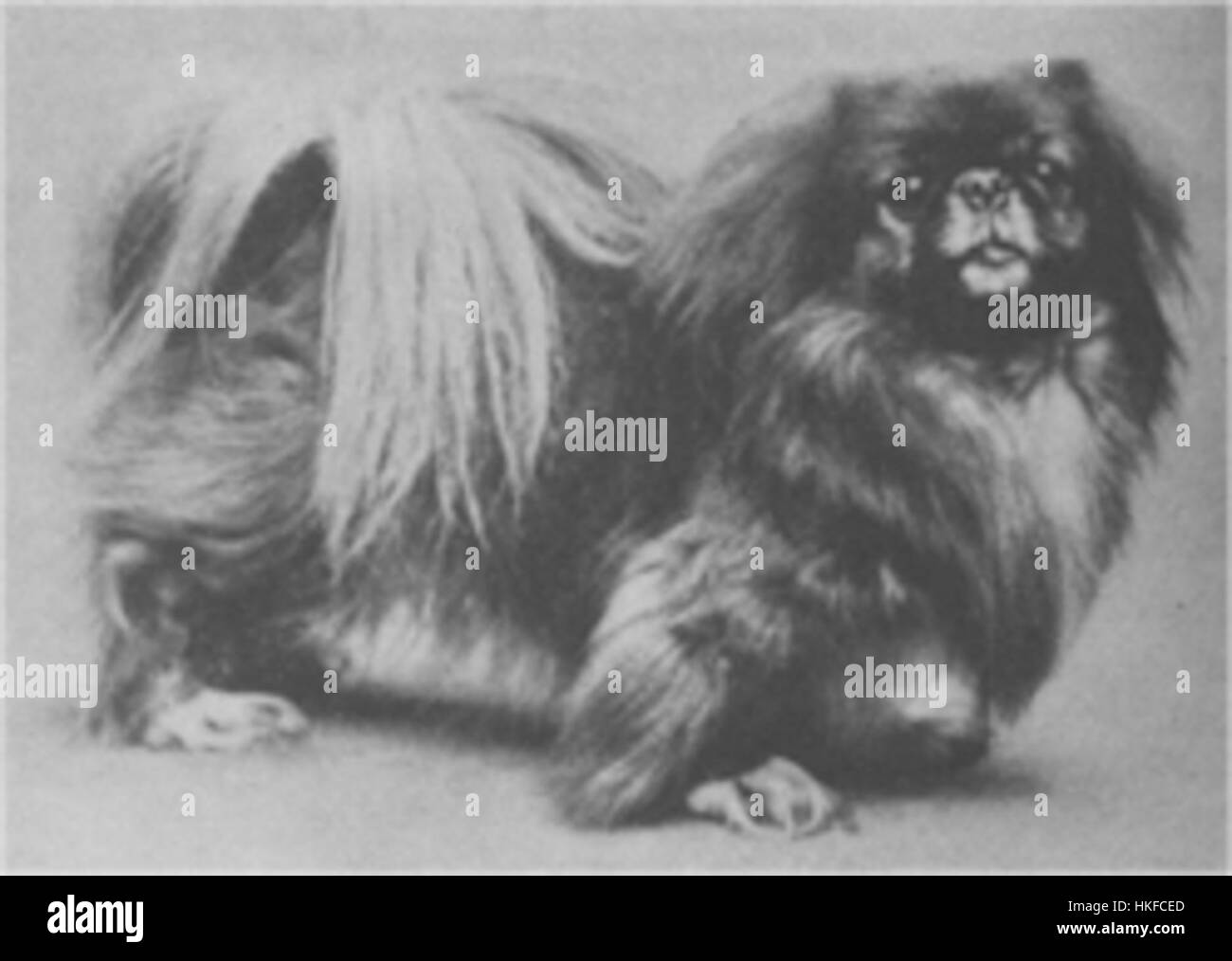 Pekingese dog painting hi-res stock photography and images - Alamy