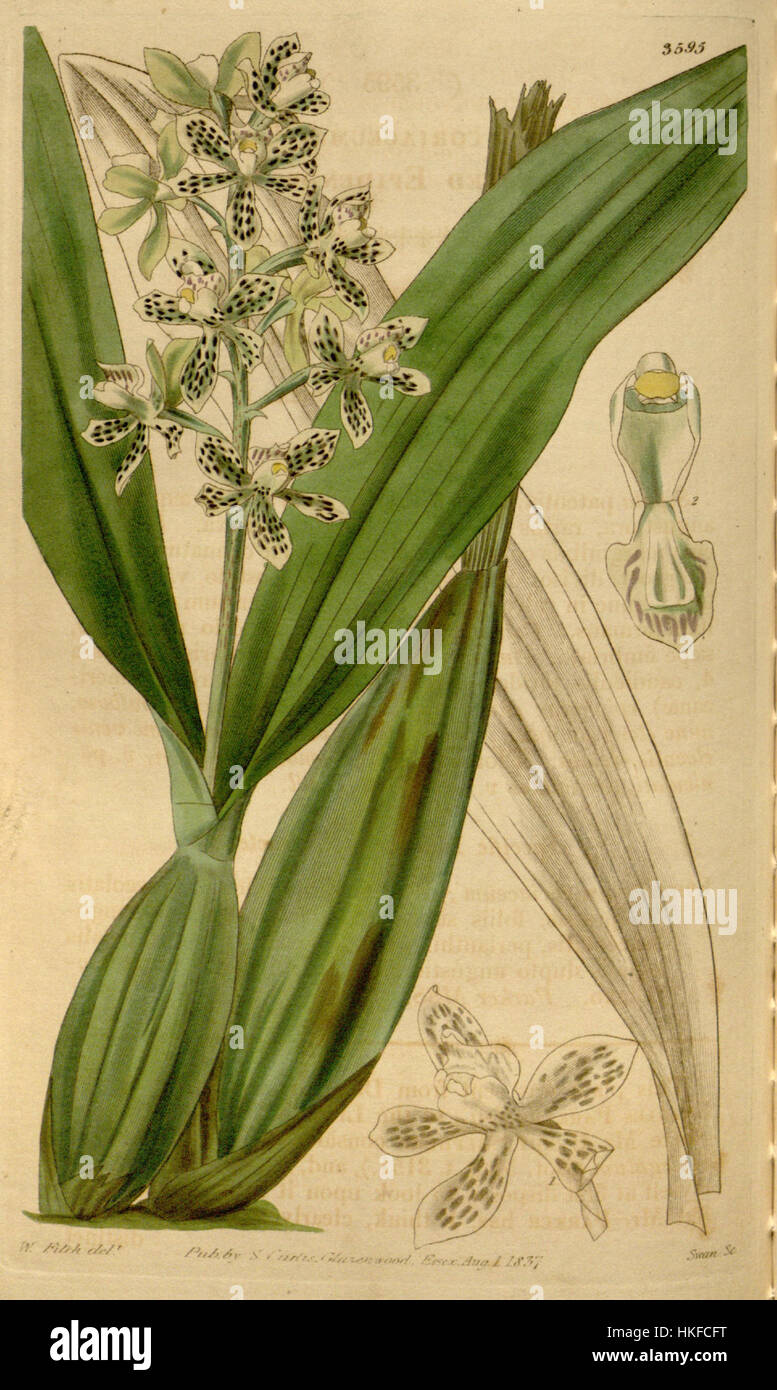 This botanical illustration from Curtis's Botanical Magazine depicts ...