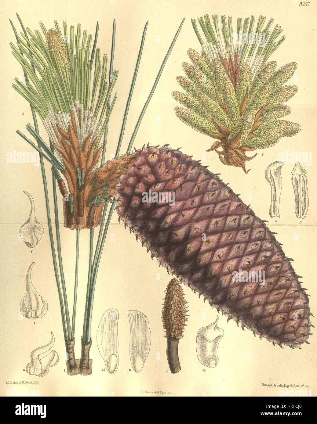 Pinus jeffreyi, commonly known as Jeffrey pine, is a species native to ...