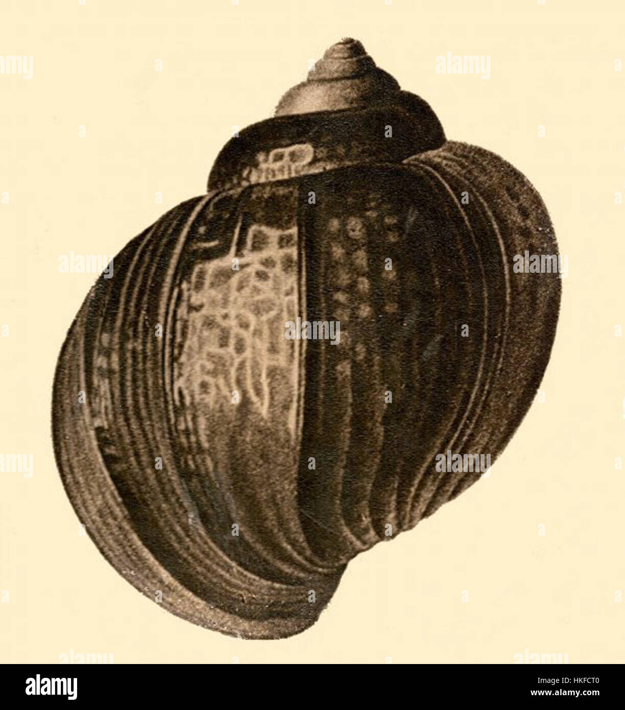 This painting of *Pomacea urceus guayanensis*, a species of freshwater ...