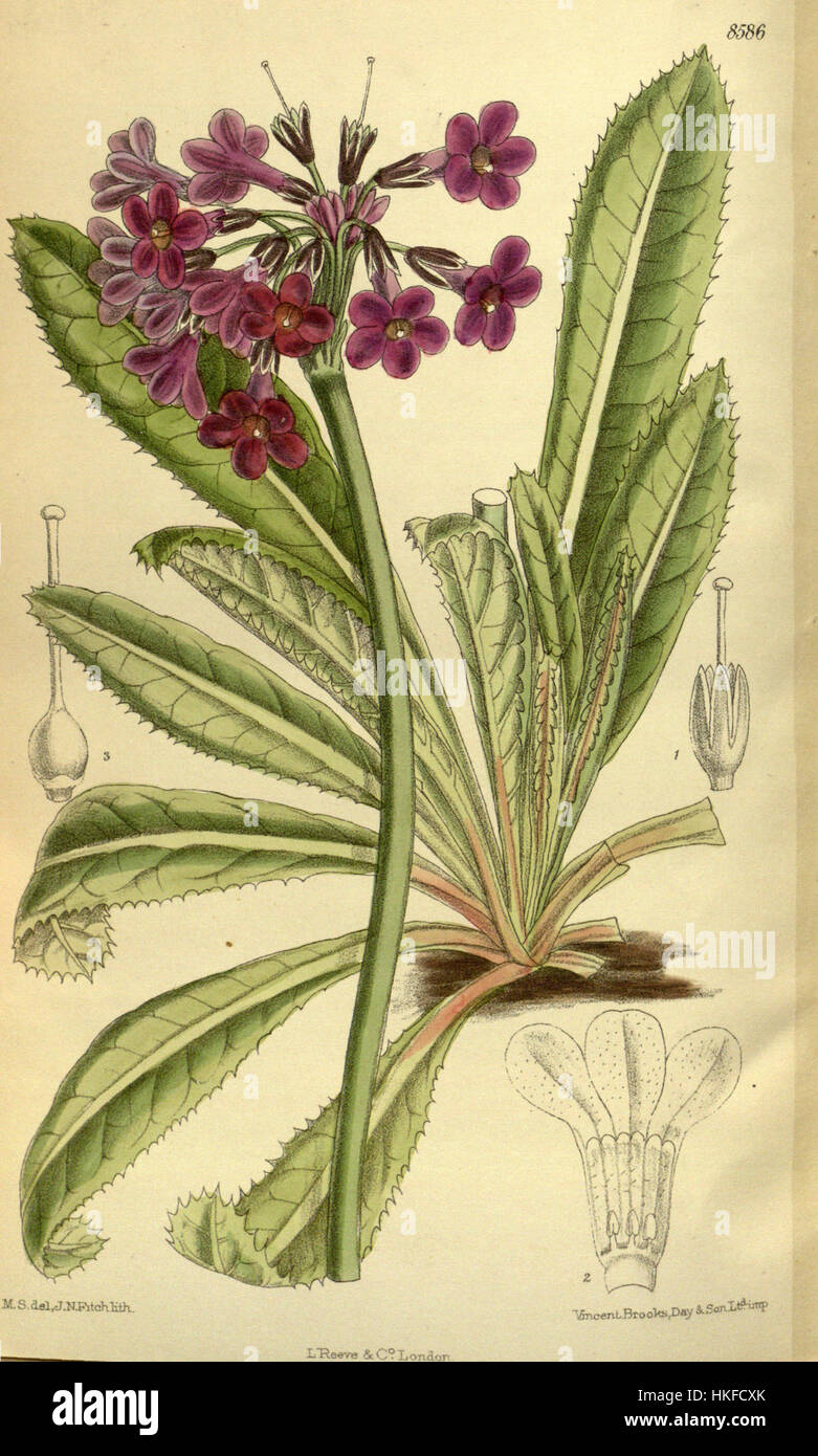 'Primula vittata' is an oil painting that portrays the delicate beauty ...
