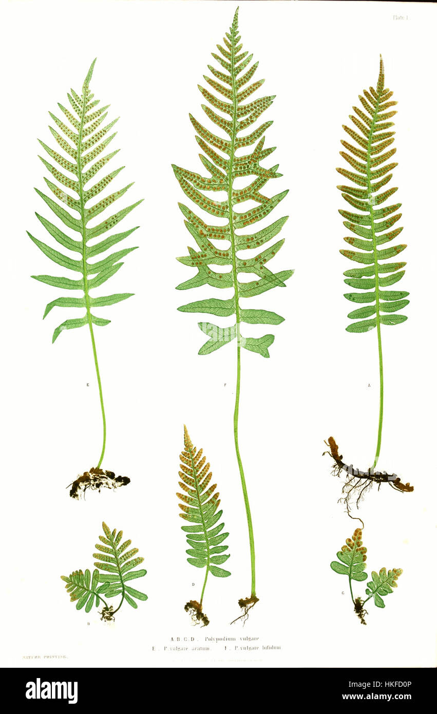 Polypodium vulgare, commonly known as the common polypody, is a species ...