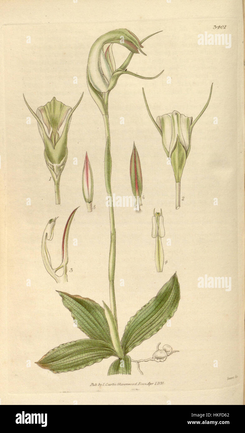 This botanical illustration by Curtis shows *Pterostylis acuminata*, a ...