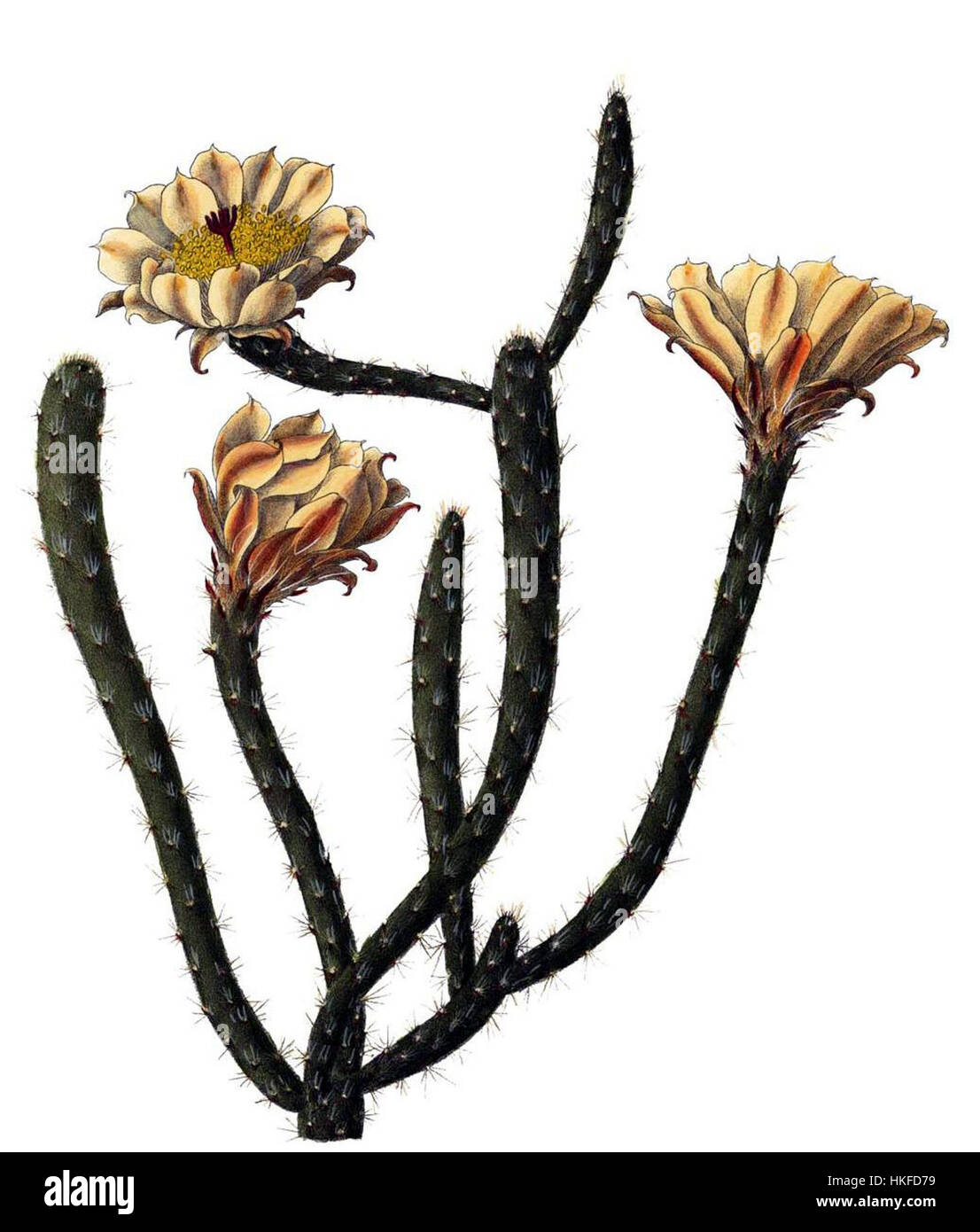 This image features Pterocactus tuberosus, a species of cactus native ...