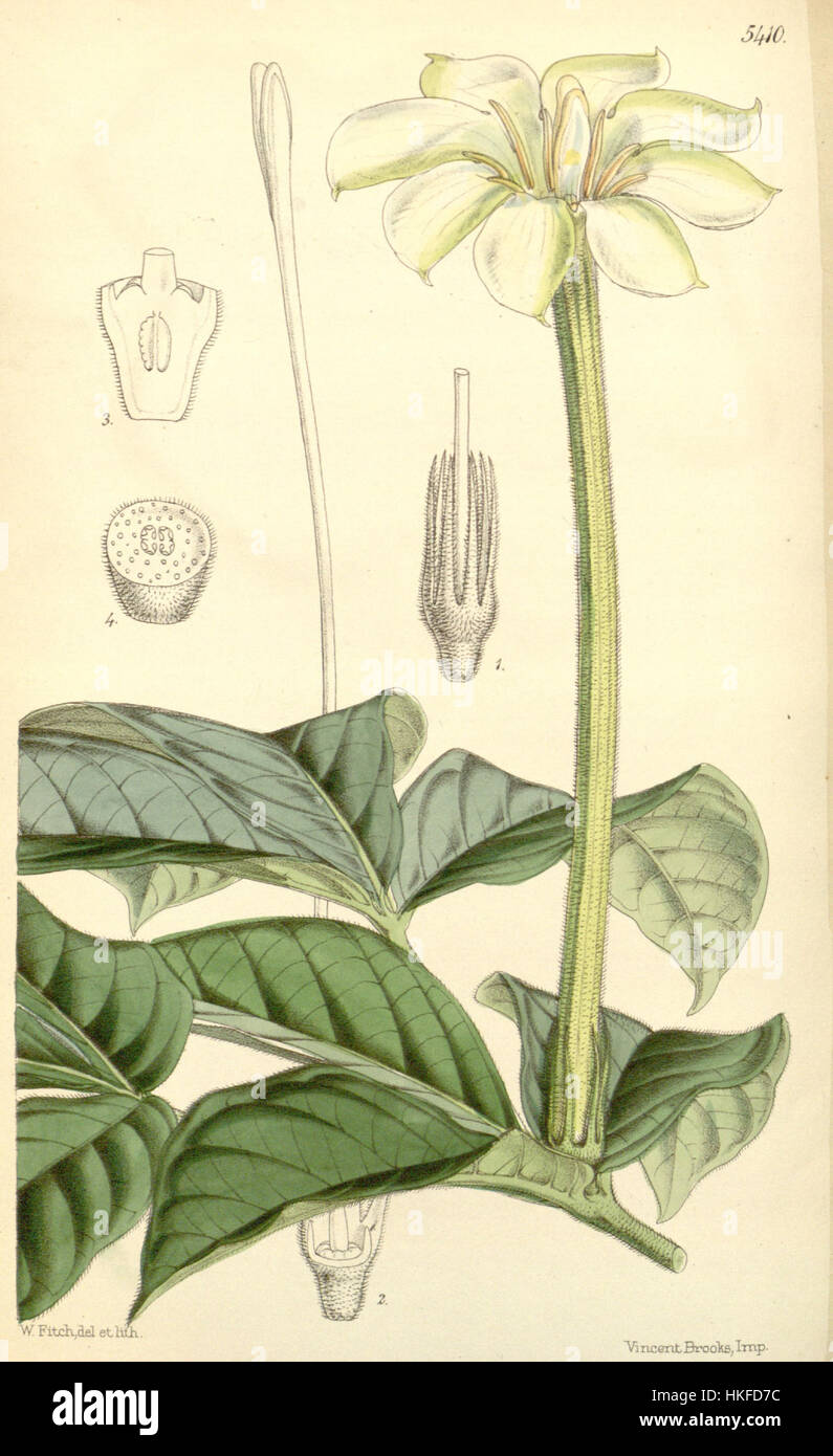 The *Rothmannia octomera*, depicted in *Botanical Magazine* 89.5410 ...