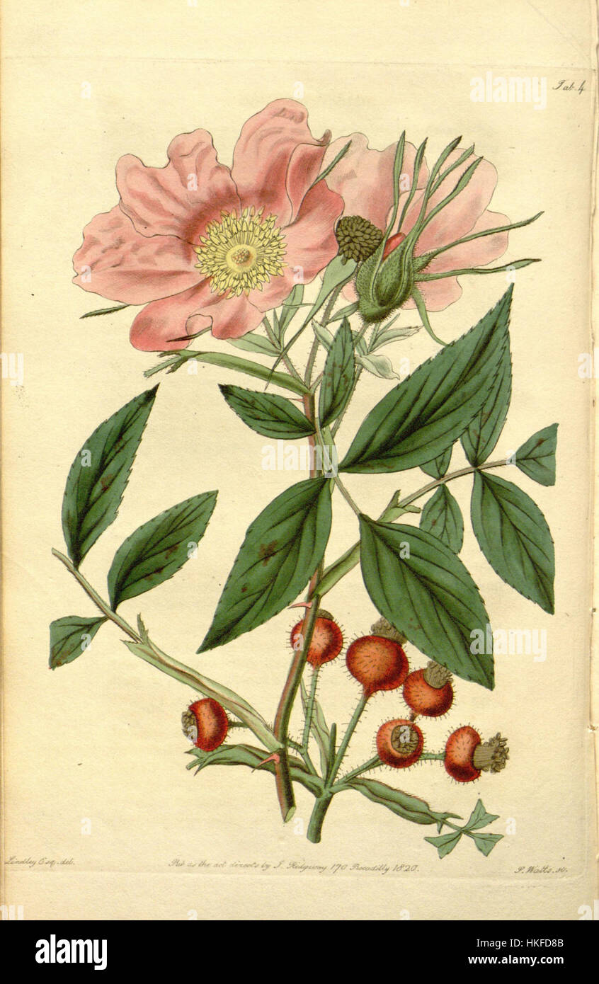 *Rosa carolina* is a botanical painting depicting the North American ...