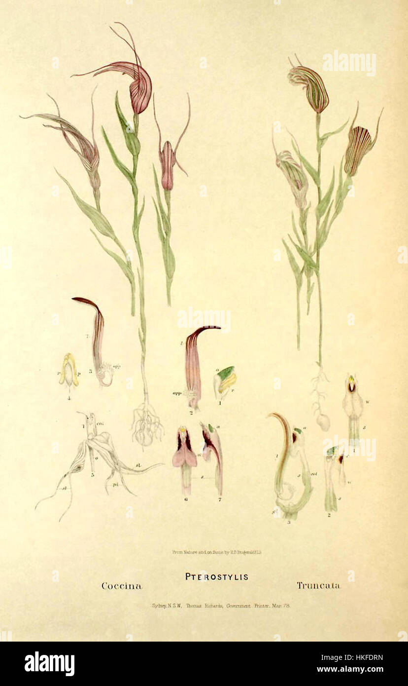 This illustration of Pterostylis coccina and Pterostylis truncata from ...