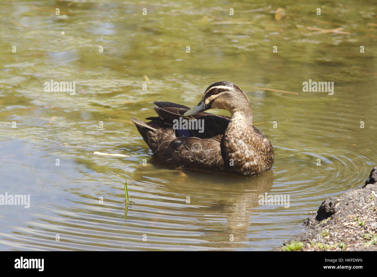 Pacific Black Duck wading in a lake Stock Photo - Alamy