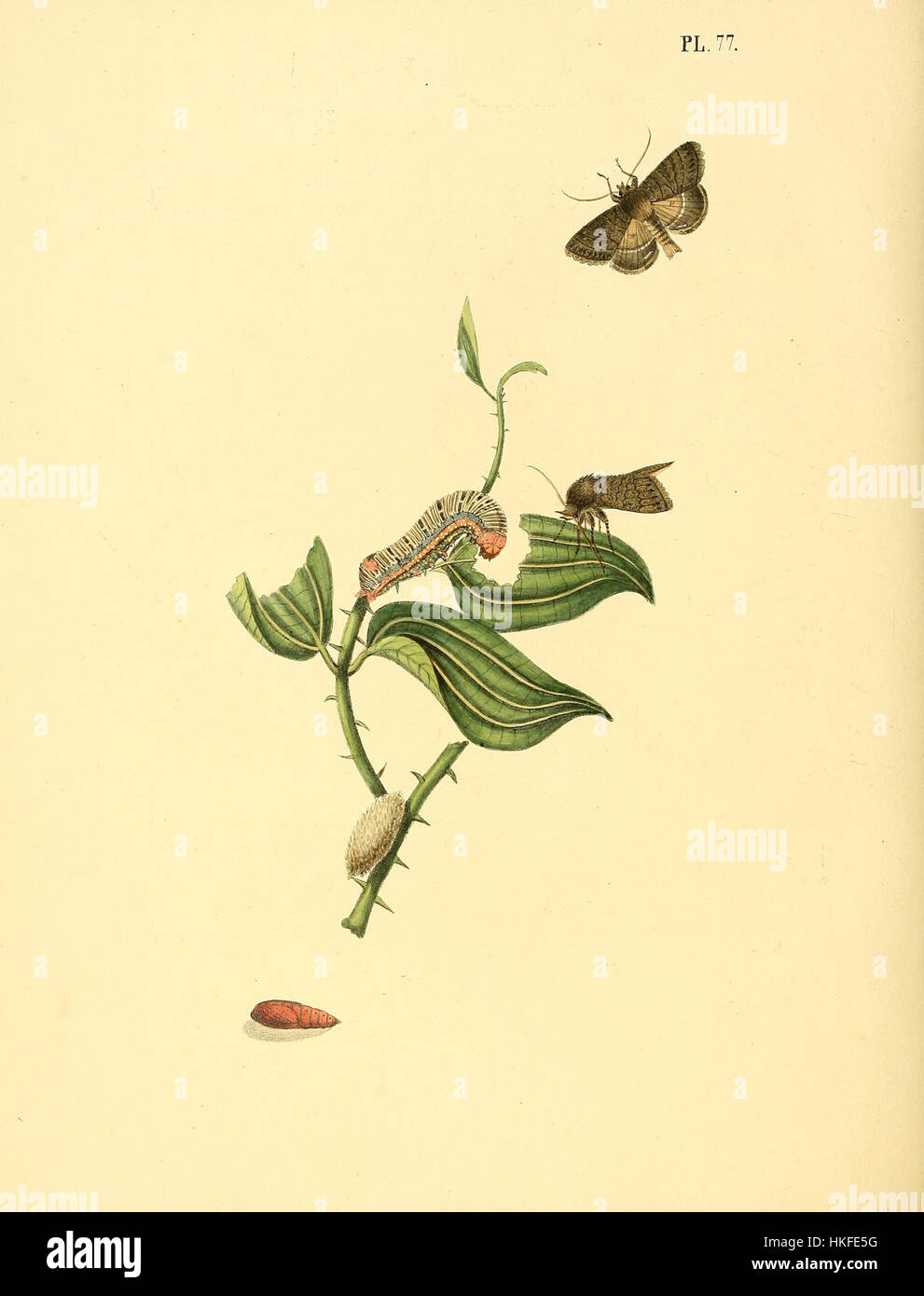 'Sepp Surinaamsche vlinders pl 077' is a detailed 18th-century plate ...