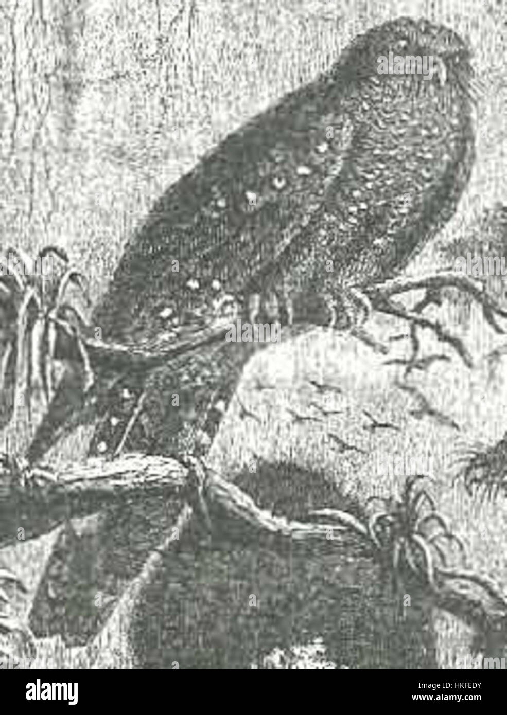 Oilbird cave hi-res stock photography and images - Alamy