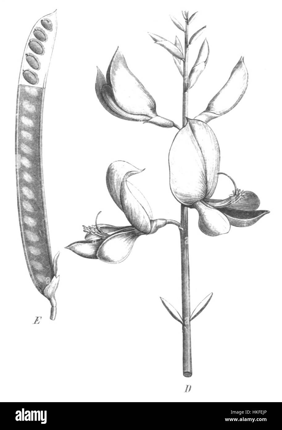 This botanical illustration depicts *Spartium junceum*, commonly known ...