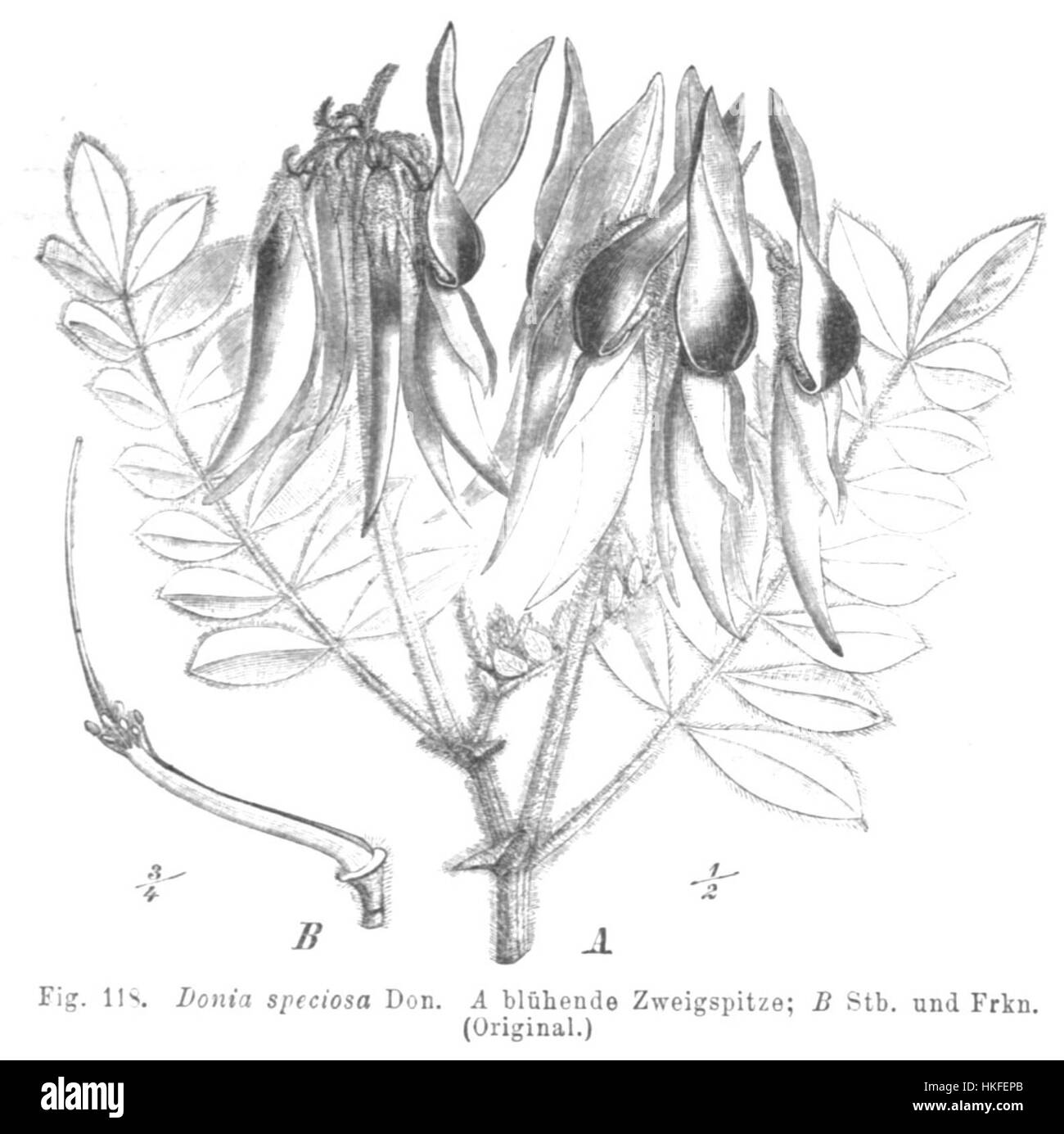Swainsona formosa, commonly known as the Sturt’s Desert Pea, is a ...