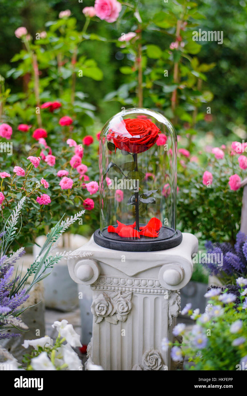 Red rose flowers in glass dome Stock Photo - Alamy