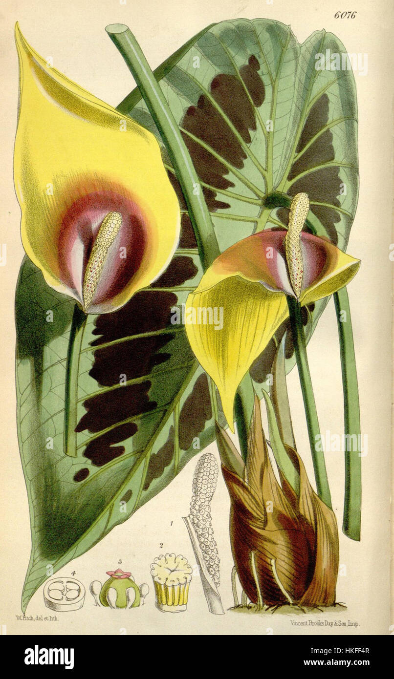 Steudnera discolor hi-res stock photography and images - Alamy