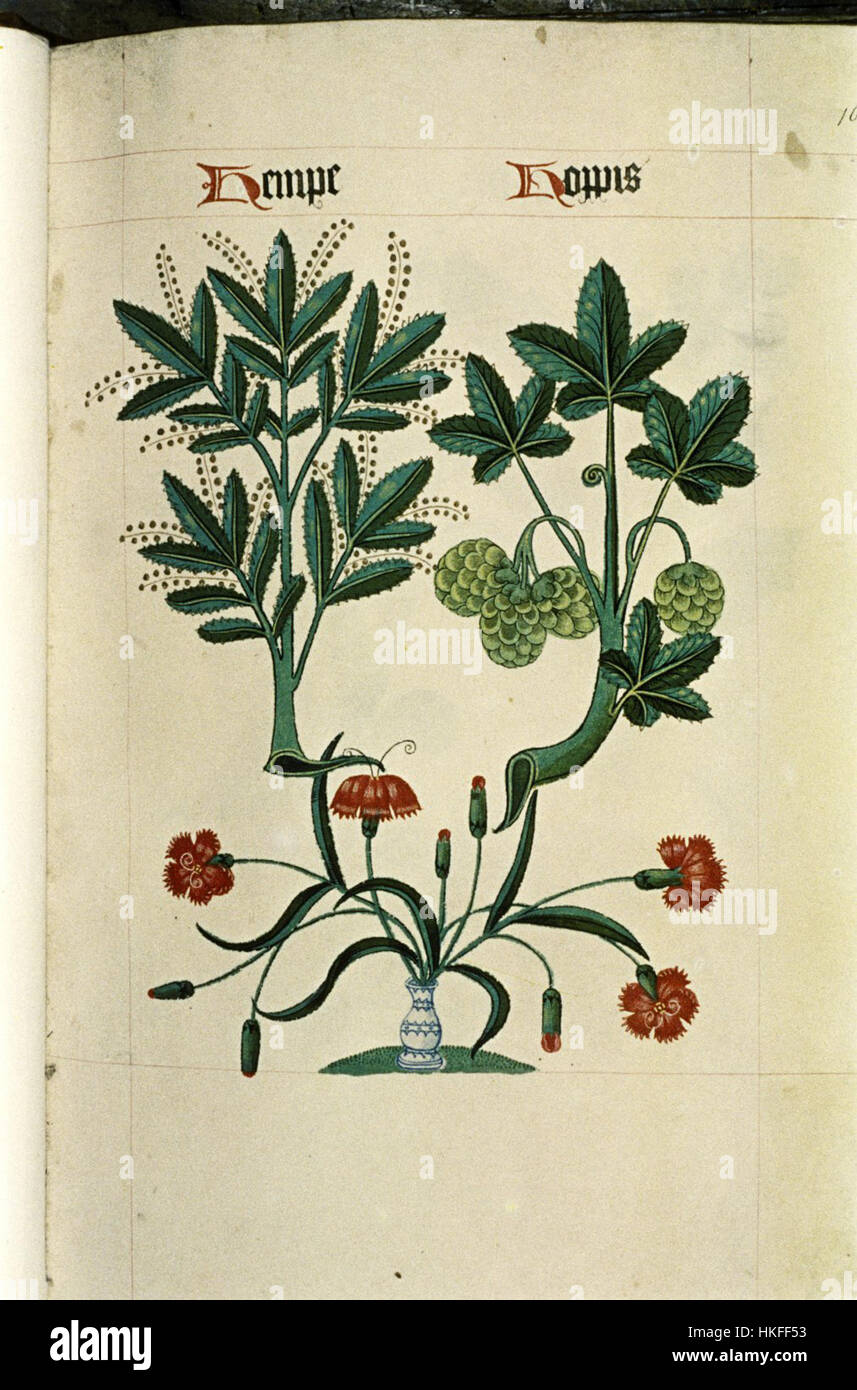 The Tudor Pattern Book MS. Ashmole 1504, an illustrated manuscript ...