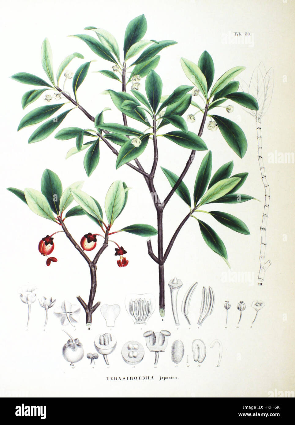 Ternstroemia japonica, a beautiful evergreen shrub native to Japan, is ...