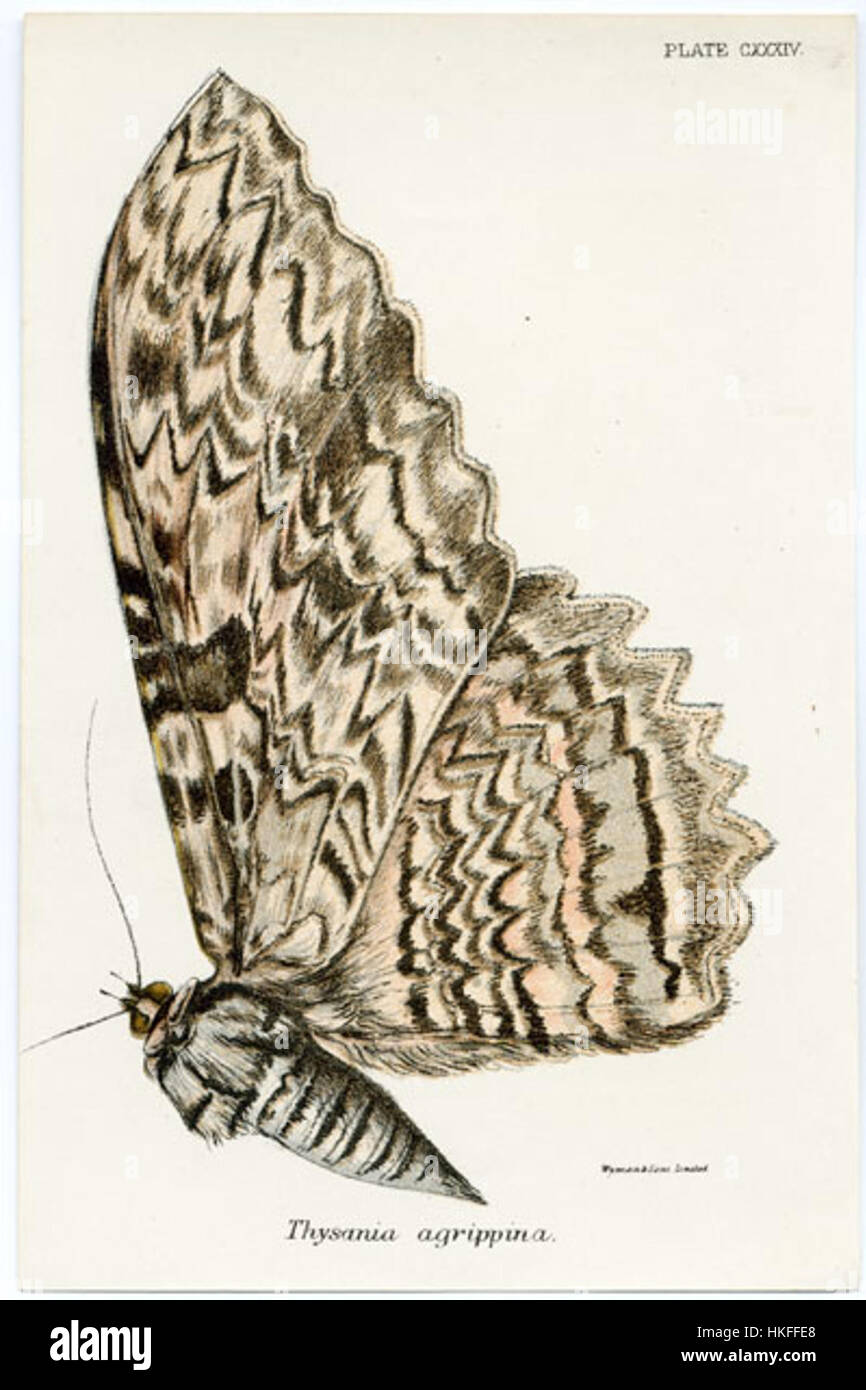 *Thysania agrippina*, commonly known as the white witch moth, is one of ...