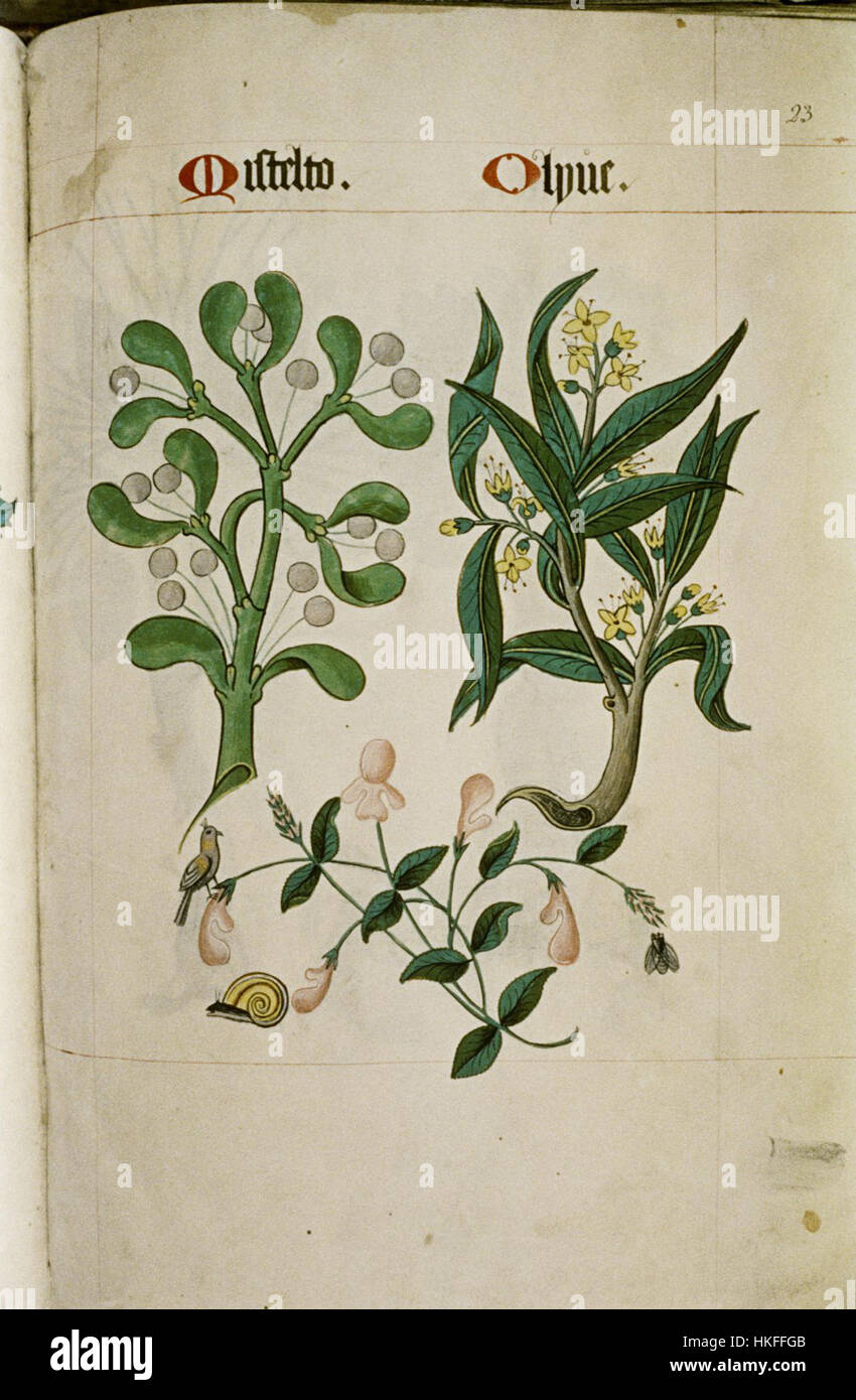 The Tudor pattern book, MS. Ashmole 1504, features intricate designs ...