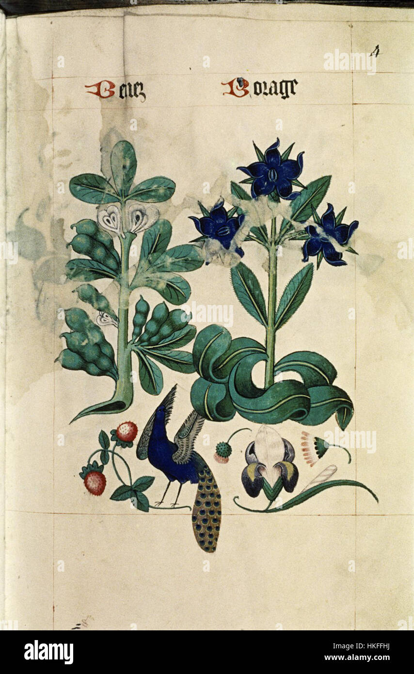 English manuscript 16th century hi-res stock photography and images - Alamy
