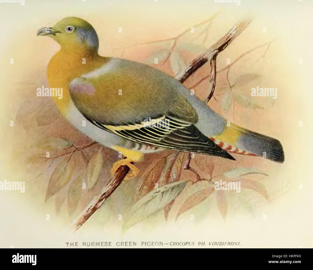 Treron viridifrons, commonly known as the green pigeon, is a species ...