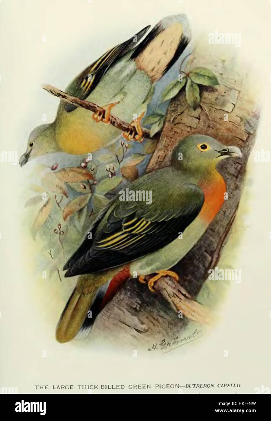 This illustration depicts the Treron capellii, a species of pigeon ...