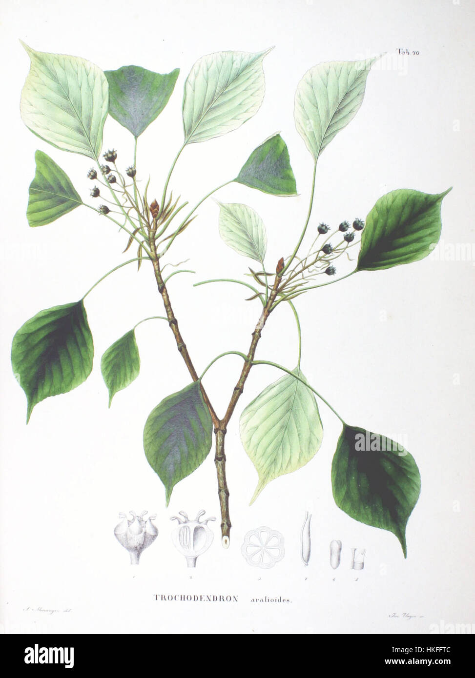 This image features the Trochodendron aralioides, a species of tree ...