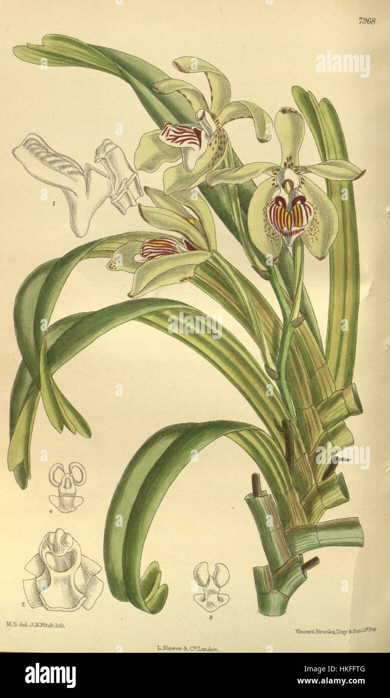 Vanda museum hi-res stock photography and images - Alamy