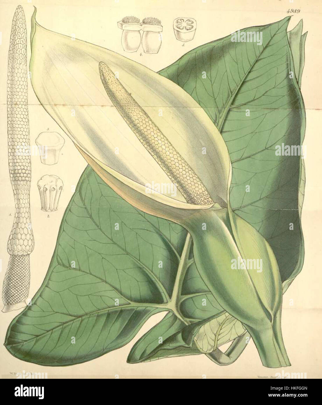 This botanical illustration depicts Xanthosoma sagittifolium, commonly ...