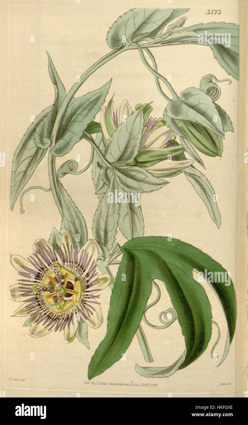 Vintage flower drawings hi-res stock photography and images - Alamy