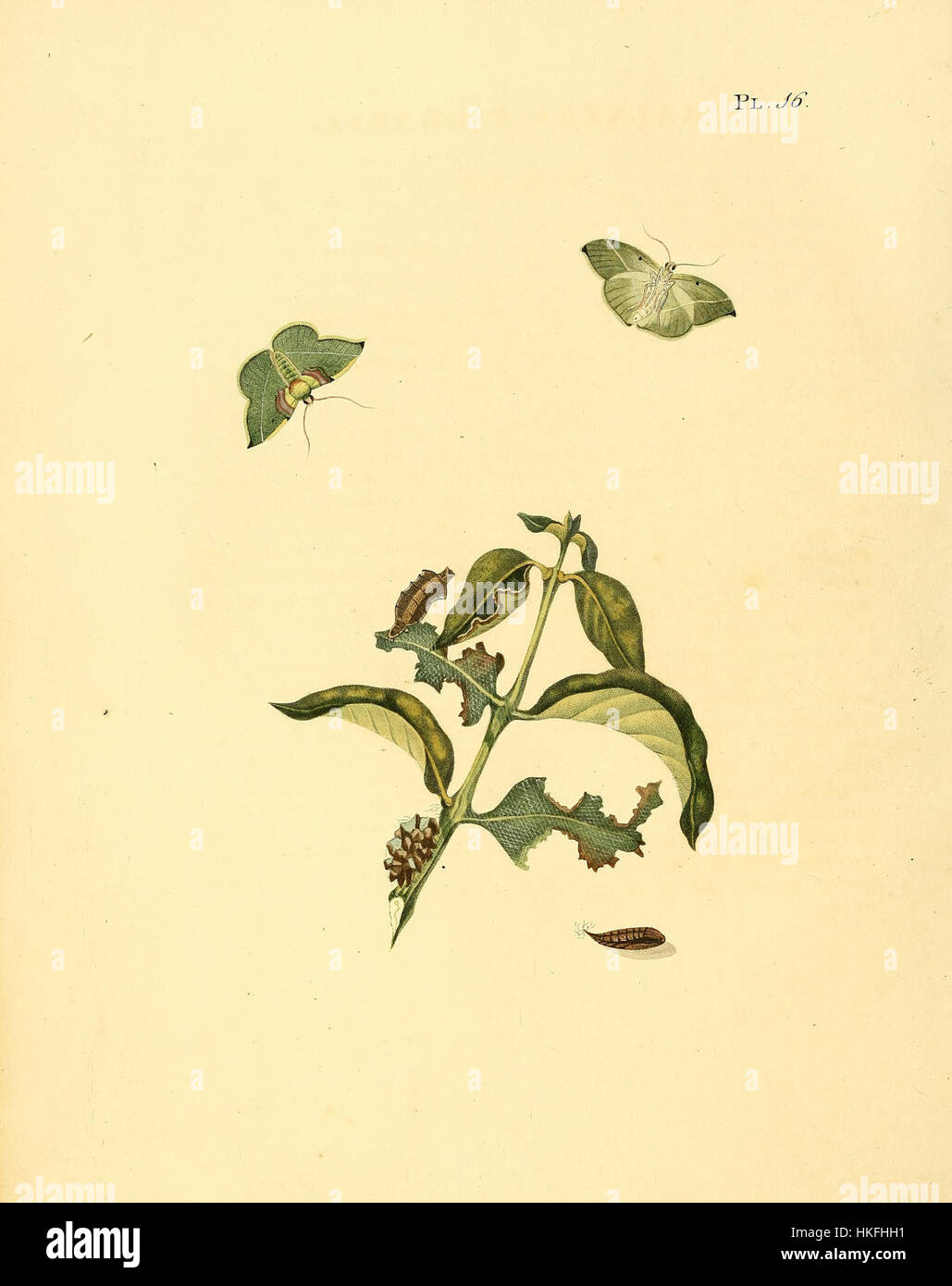 This plate from 'Surinaamsche Vlinders' by Pieter Cramer depicts ...