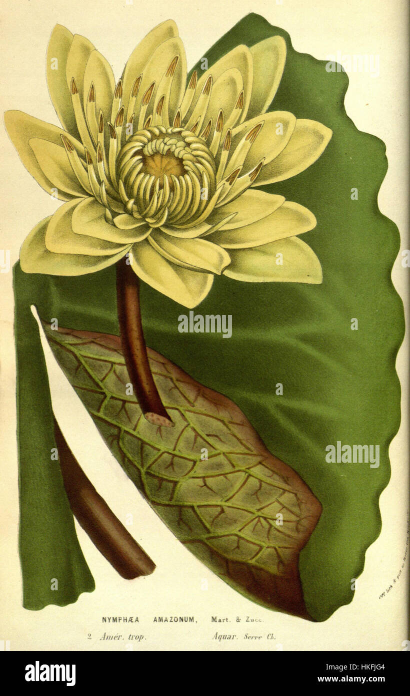 This botanical illustration from 'Flora Serres' depicts the Nymphaea ...