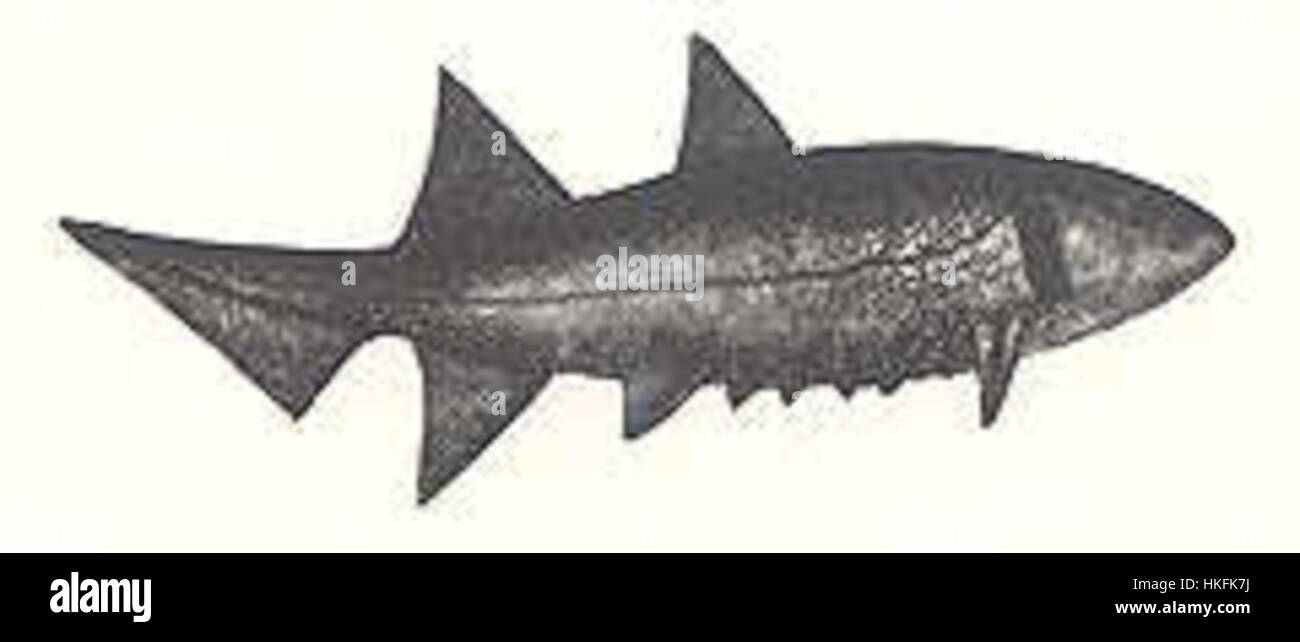 The Acanthodii, an extinct group of fish, is depicted in this artwork ...