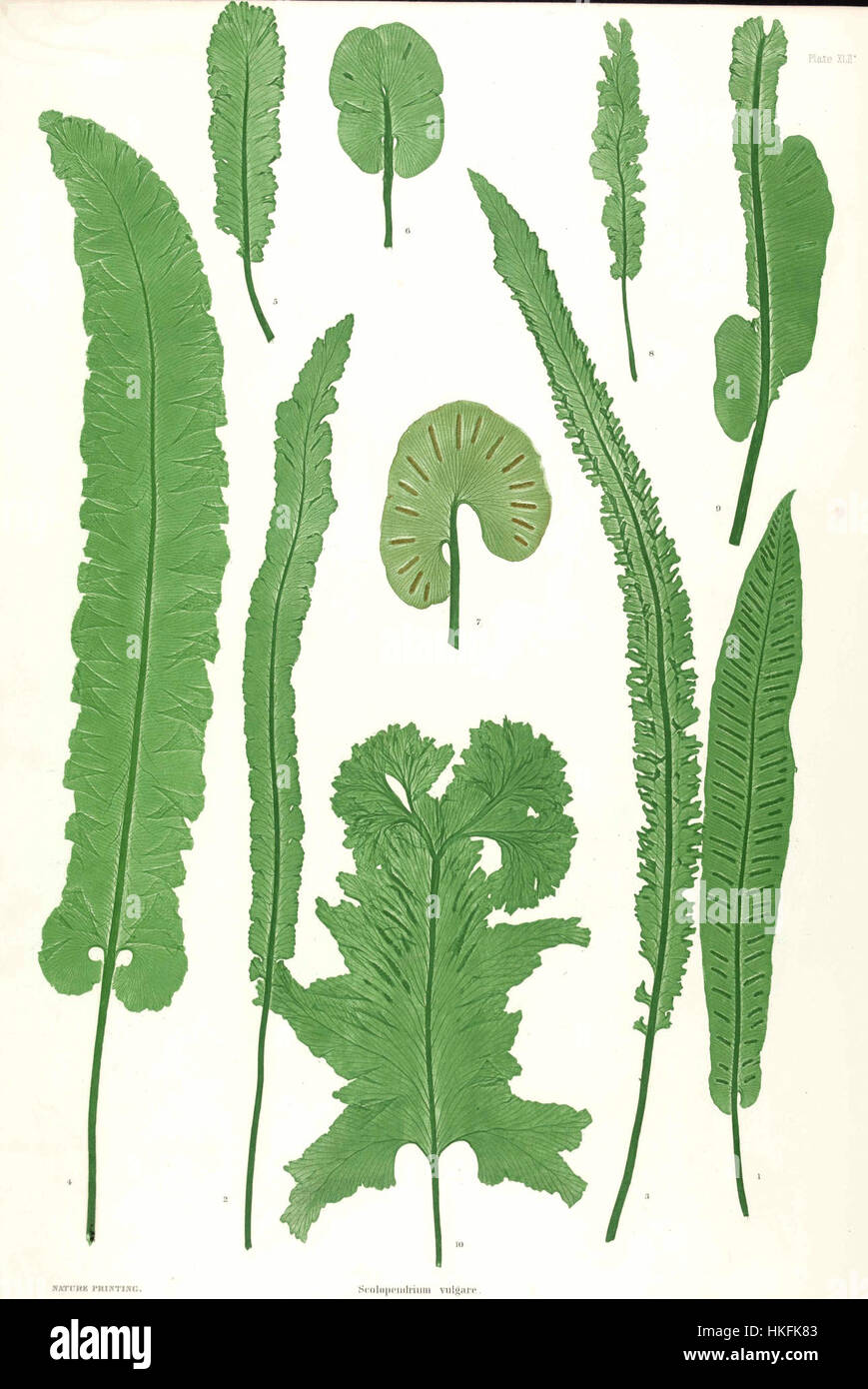 This botanical illustration shows Asplenium scolopendrium, commonly ...