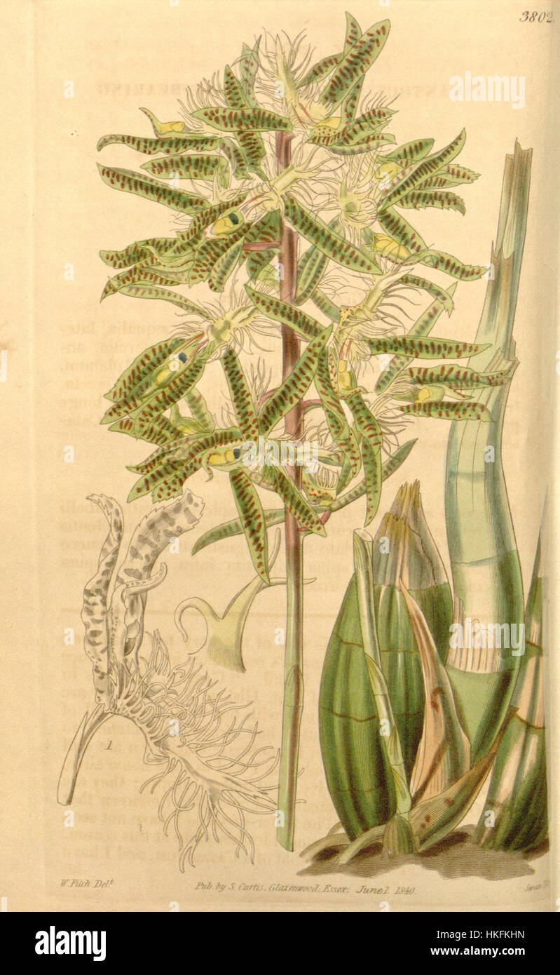 This botanical illustration from 1841 by Curtis features *Catasetum ...