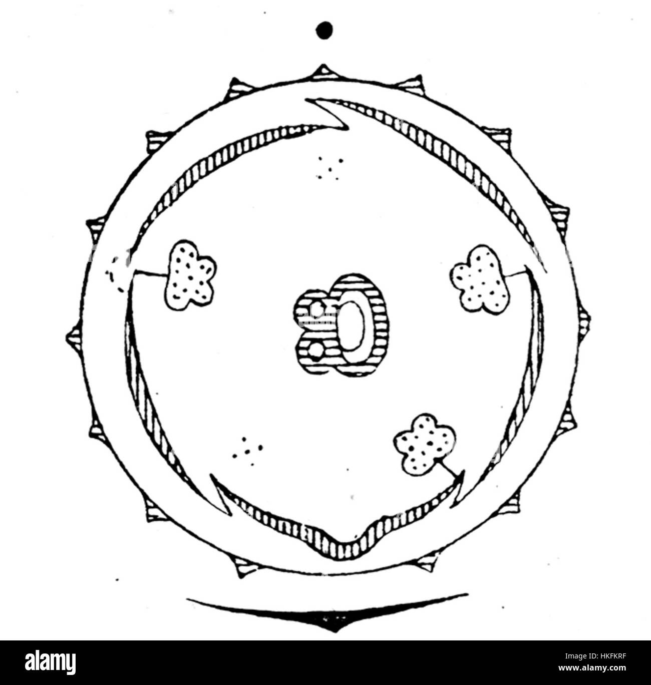 The Valeriana flower diagram is a botanical illustration showcasing the ...