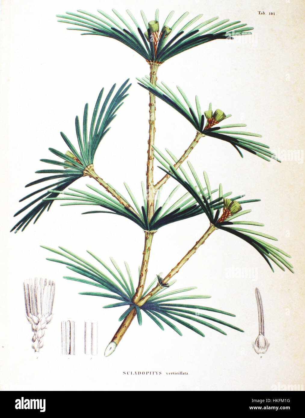Sciadopitys verticillata, commonly known as the Japanese umbrella pine ...
