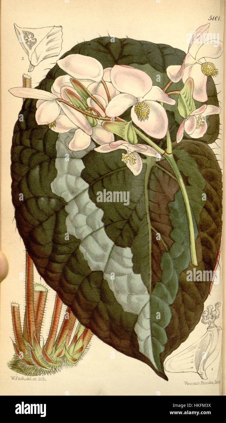 Begonia rex is a flowering plant known for its striking foliage, native ...