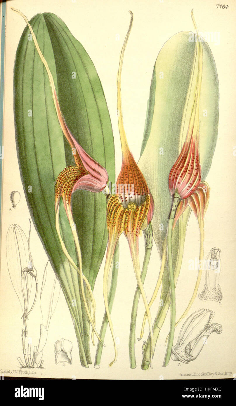 Macrura Stock Photos & Macrura Stock Images - Alamy